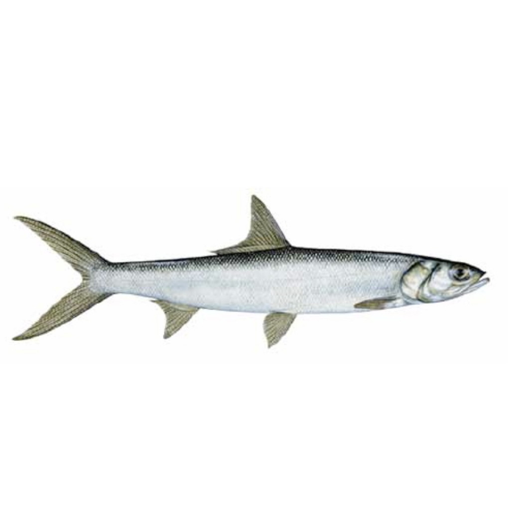 ladyfish charters in Hilton Head, SC | Hiton Head Fishing Adventures